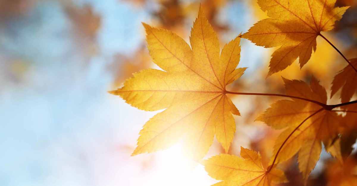 How Does Autumn Affect Your Eyes? Eye Health Tips From OCL Vision